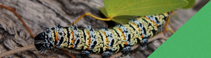 Meet the Mopani worm - Matomani