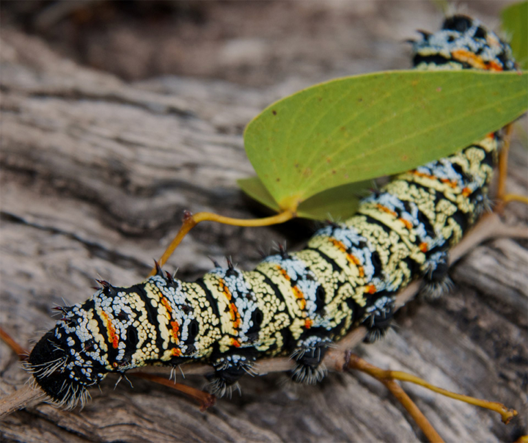 High Protein Bars & Supplements- Matomani